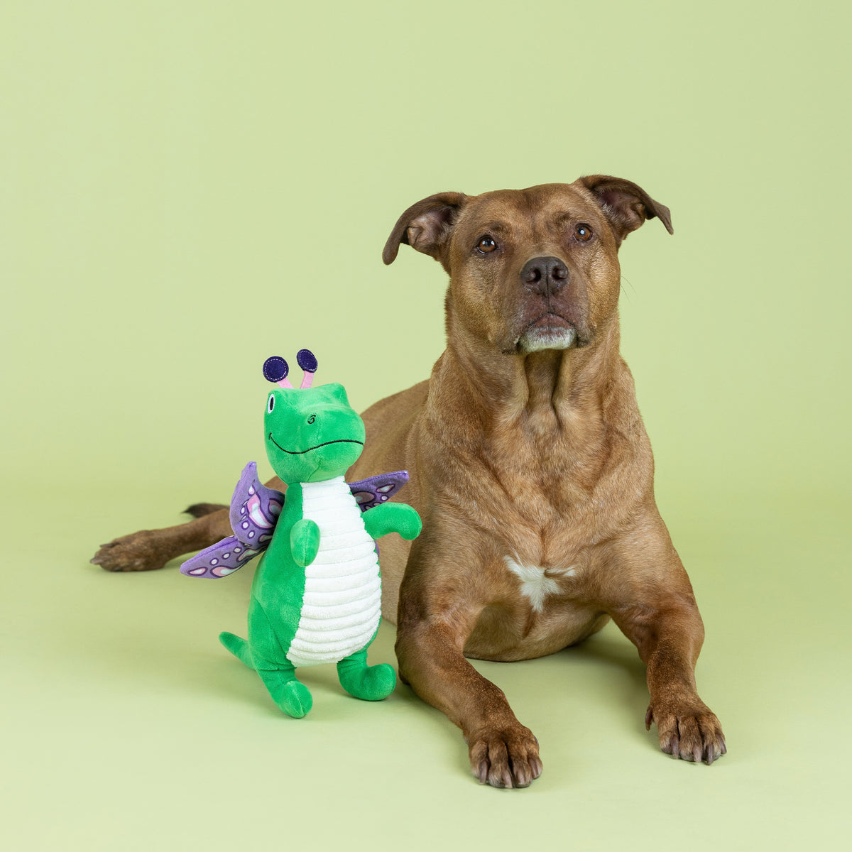 PETSHOP FLUTTER REX PLUSH DOG TOY – PetShop by Fringe Studio