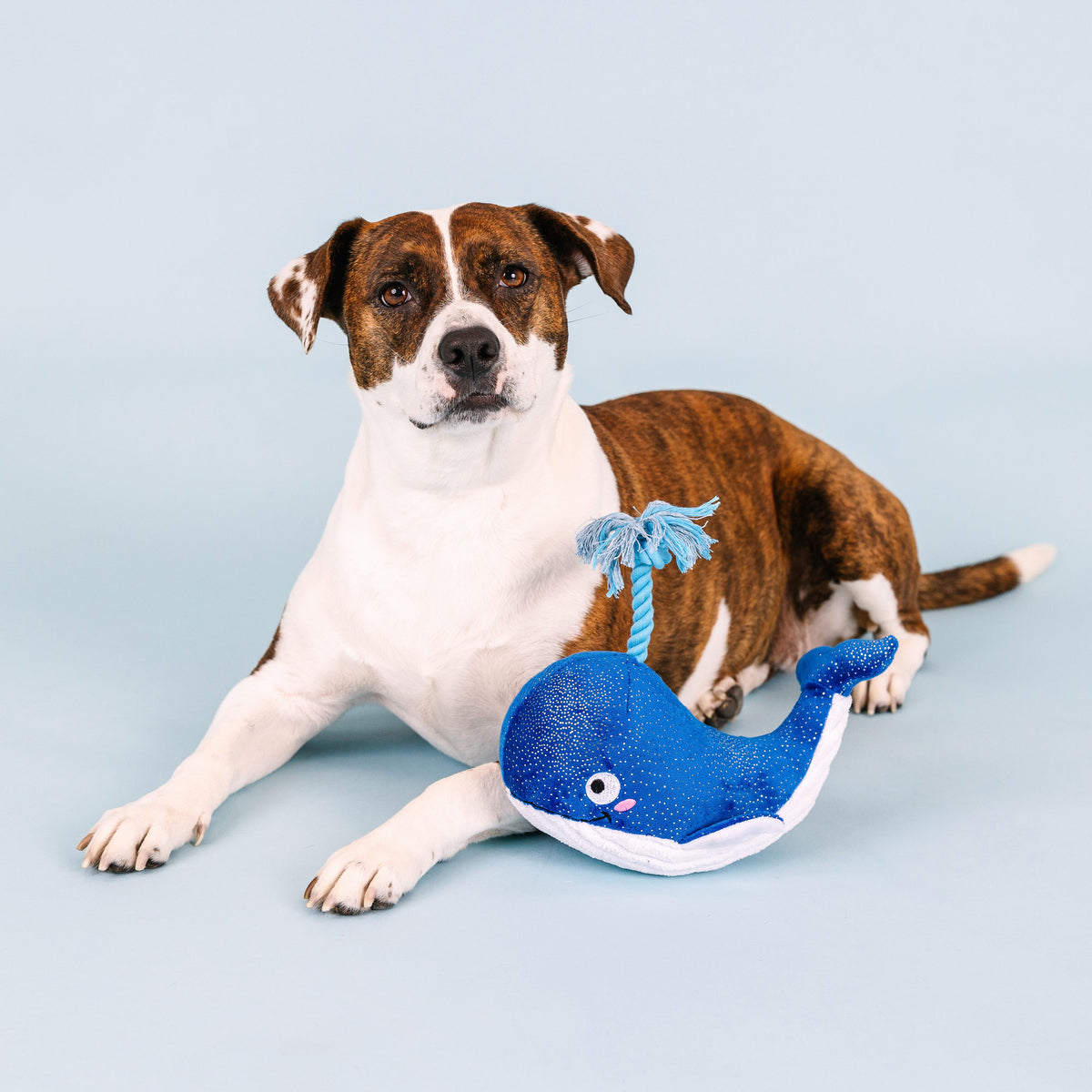 PETSHOP WHALE, HELLO THERE DOG TOY – PetShop by Fringe Studio