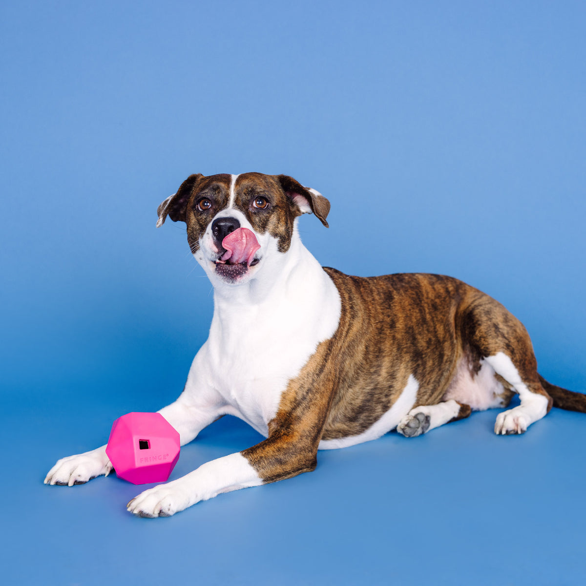 PETSHOP HAVING A BALL HOT PINK RUBBER DOG TOY – PetShop by Fringe Studio