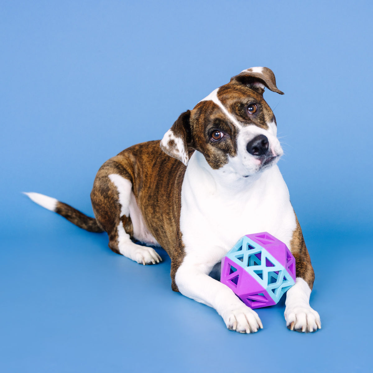 PETSHOP THIS IS HOW I ROLL PURPLE/BLUE RUBBER DOG TOY – PetShop by ...