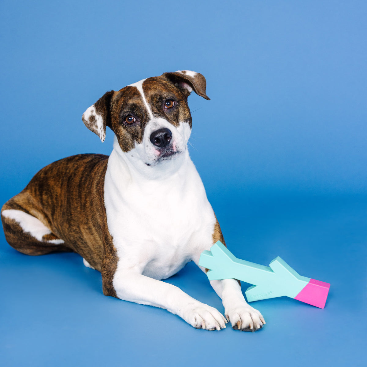 PETSHOP STICK WITH ME TURQUOISE/HOT PINK RUBBER DOG TOY – PetShop by ...