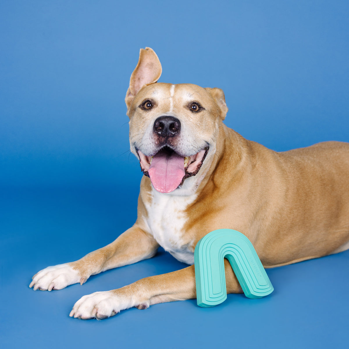 PETSHOP COLOR ME HAPPY TURQUOISE RUBBER DOG TOY – PetShop by Fringe Studio
