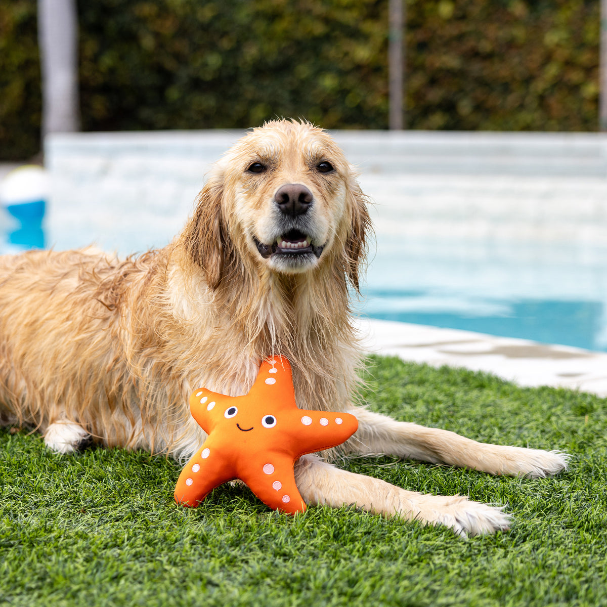 PETSHOP SHELLY FLOATING DOG TOY – PetShop by Fringe Studio