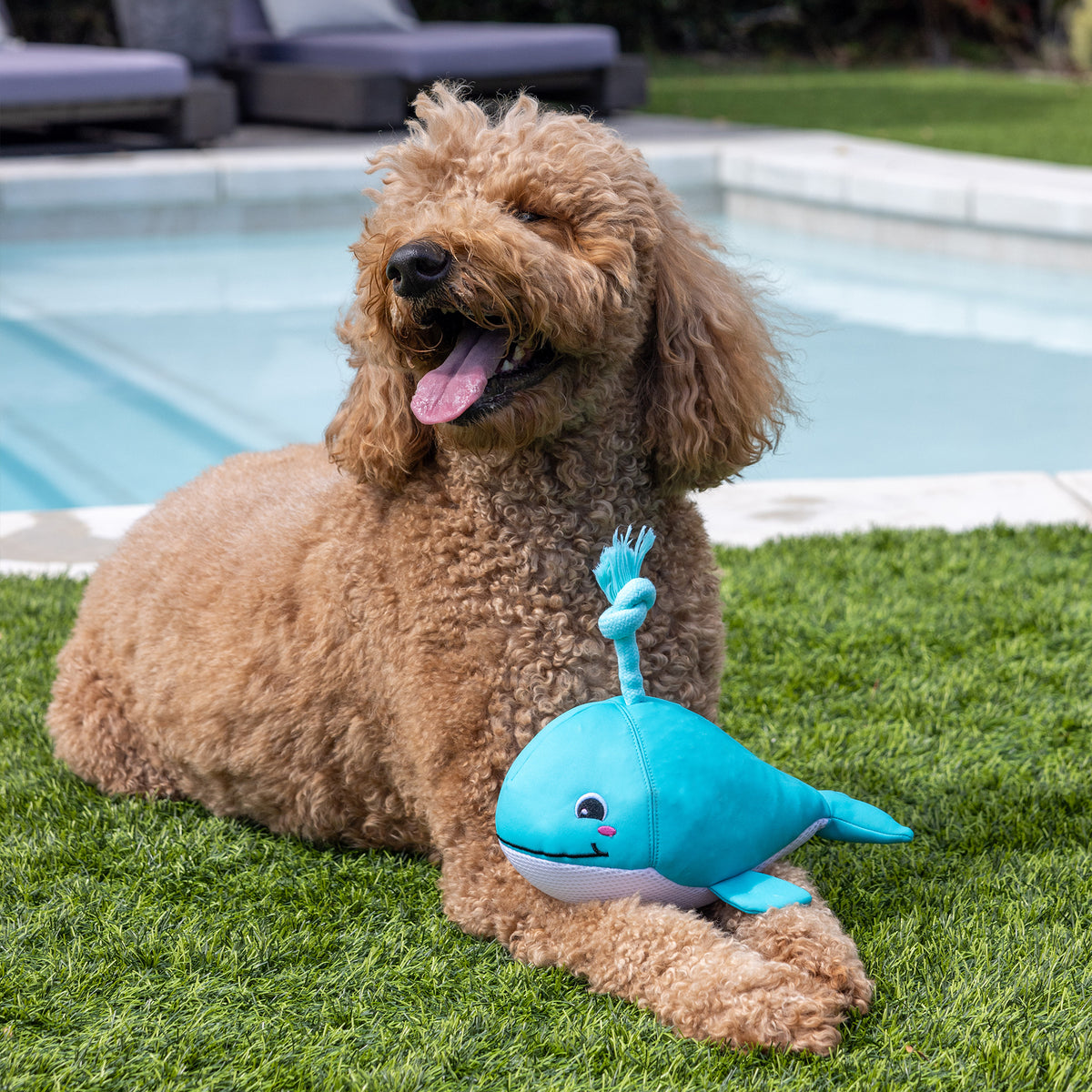 PETSHOP SPLASHY FLOATING DOG TOY – PetShop by Fringe Studio