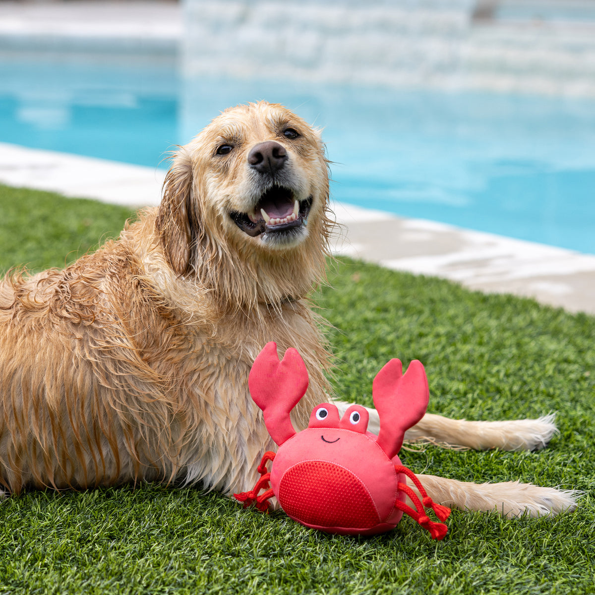 PETSHOP CLAWS FLOATING DOG TOY – PetShop by Fringe Studio